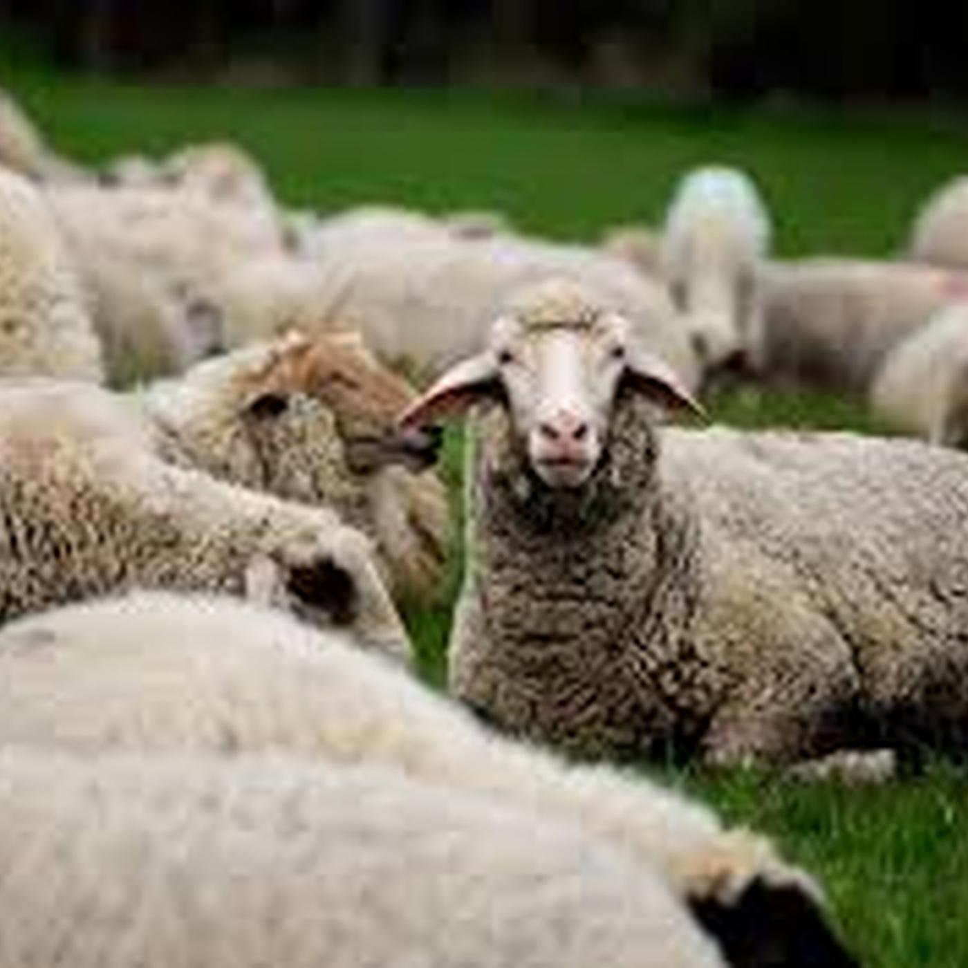 Keep The Sheep - The Rural News (podcast) | Listen Notes