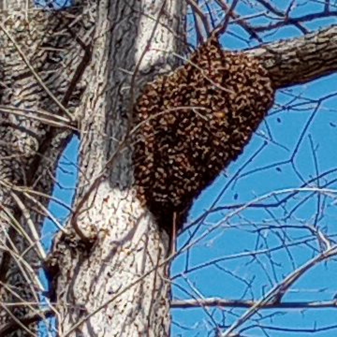 The US Navy Band - The Signalman Show, S2 E125 - The Signalman (pódcast ...