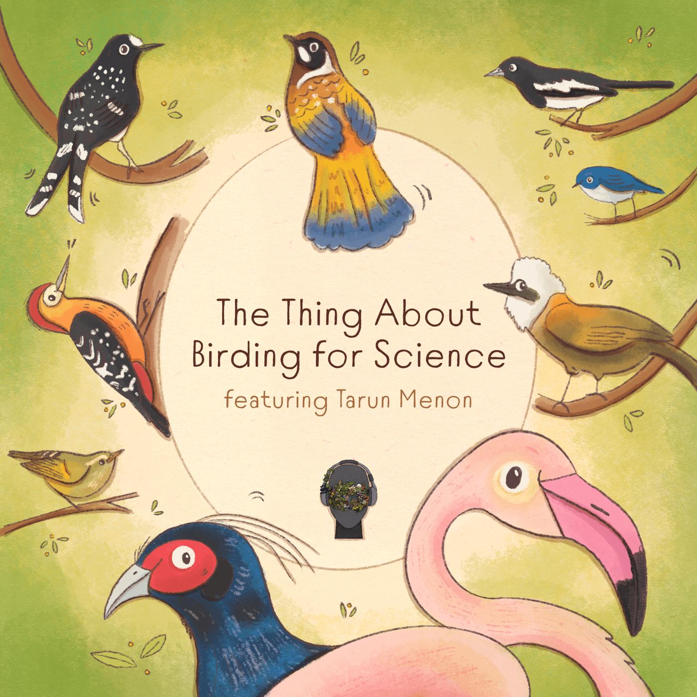 #43 The Thing About Birds and Chai - The Thing About Wildlife (podcast ...