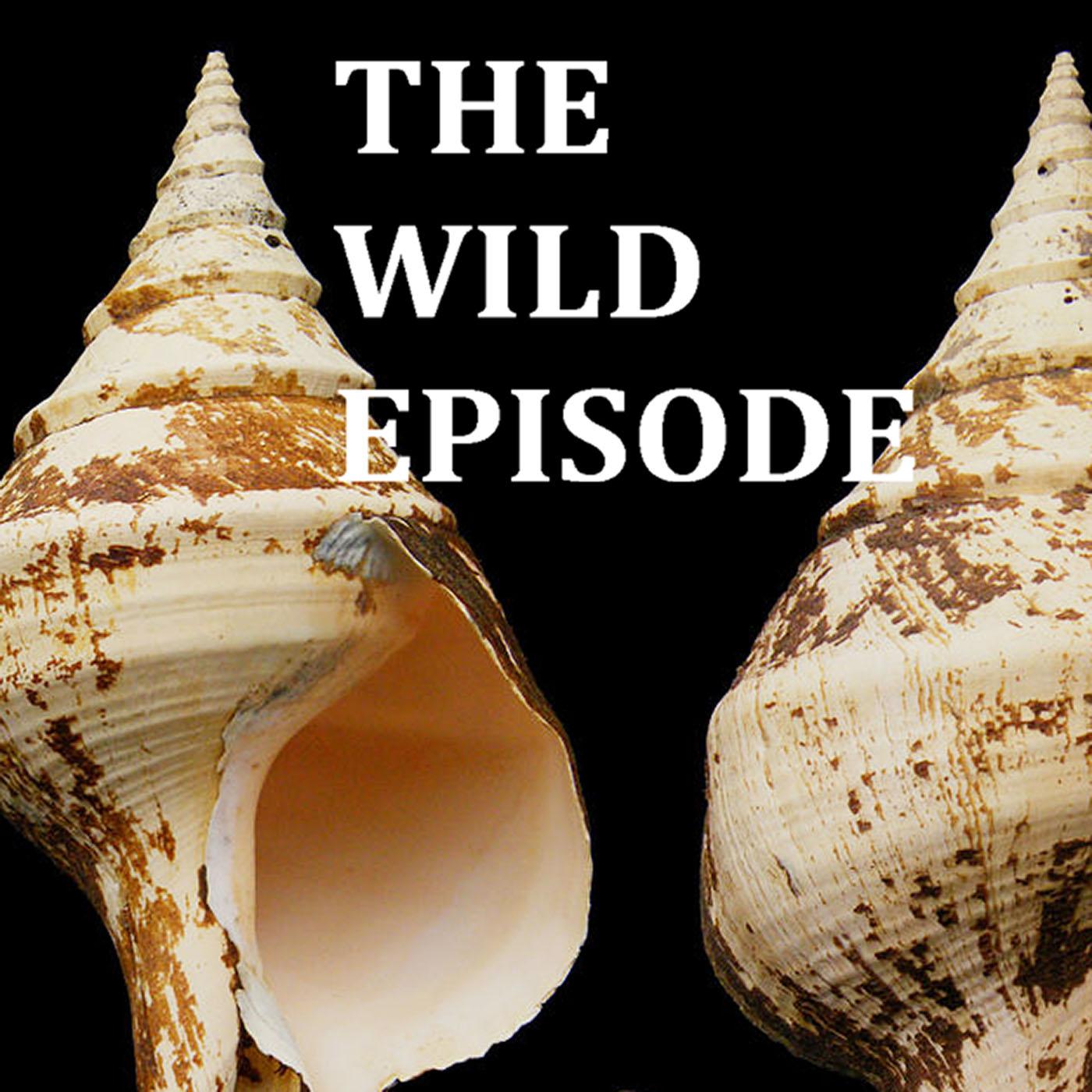 Australian Trumpet : Maximum Snail - The Wild Episode (pódcast ...