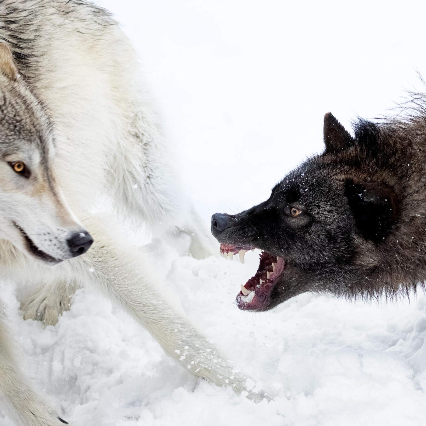 When Things Fall Apart (Throwback) - Throughline (podcast) | Listen Notes