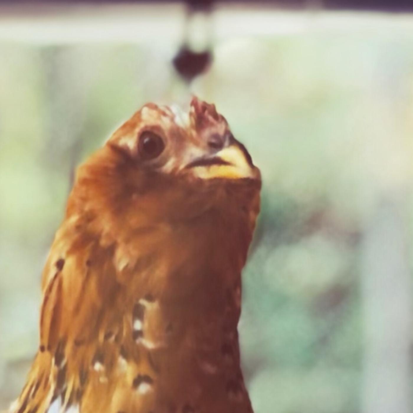 How to keep chickens cool in the Summer - Tips for raising chicks ...