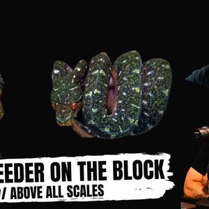 Does Shane Silva have a change of heart on breeding his Ball Pythons ...