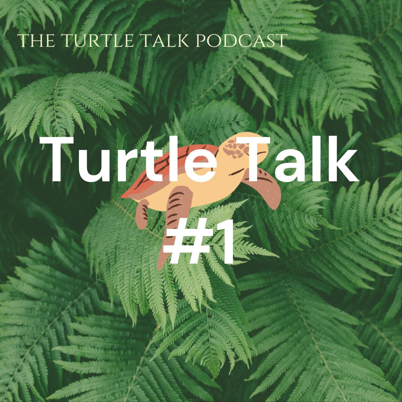 Turtle Talk #2 - Turtle Talk #1 (podcast) | Listen Notes