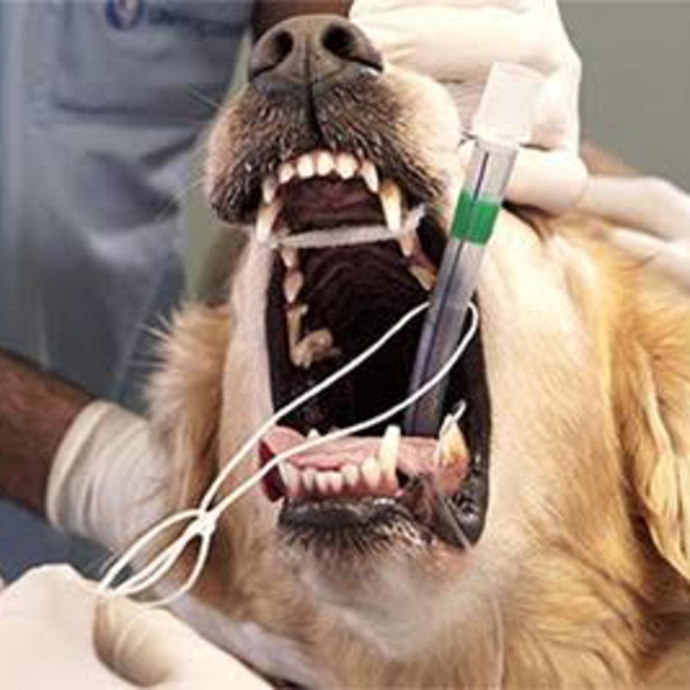 Intubação endotraqueal em cães - com Dóris Cardoso - VeteriCast ...