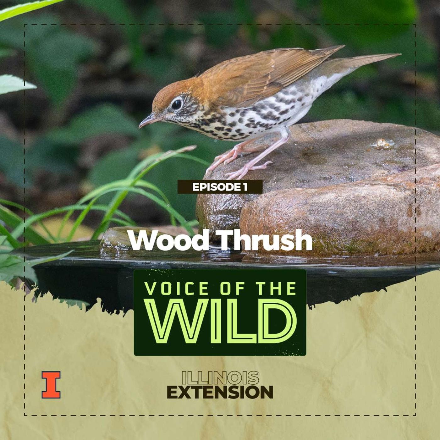 Episode 1: Wood Thrush - Voice of the Wild - Voice of the Wild (podcast ...