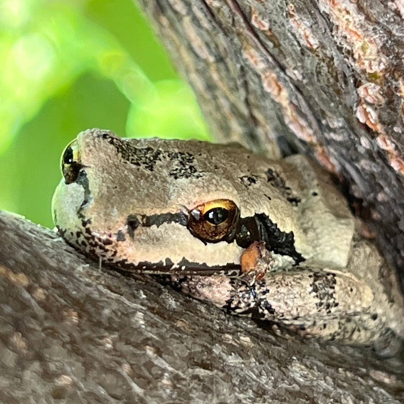 Ken Bevis- Part 4- A Deep Dive Into The Man And His Music | Listen Notes