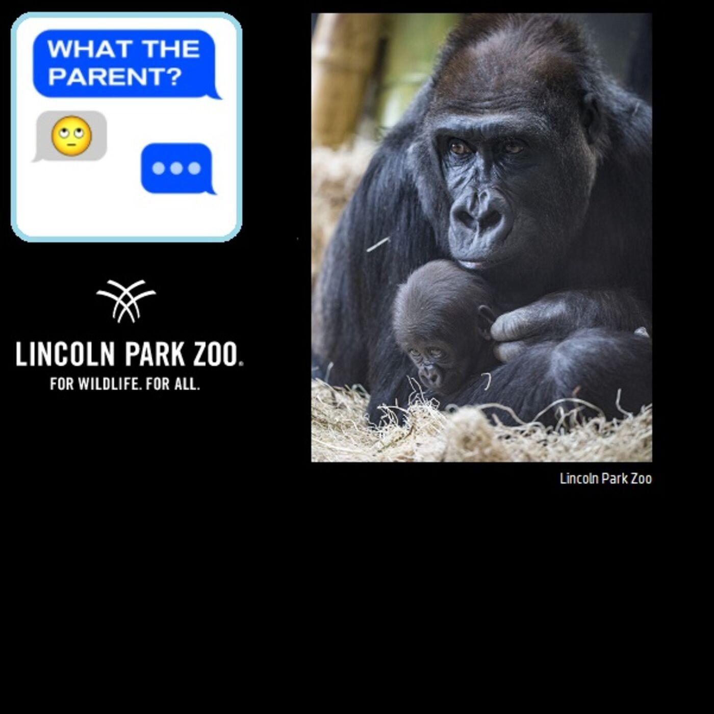 Living in a Zoo - What The Parent? (podcast) | Listen Notes