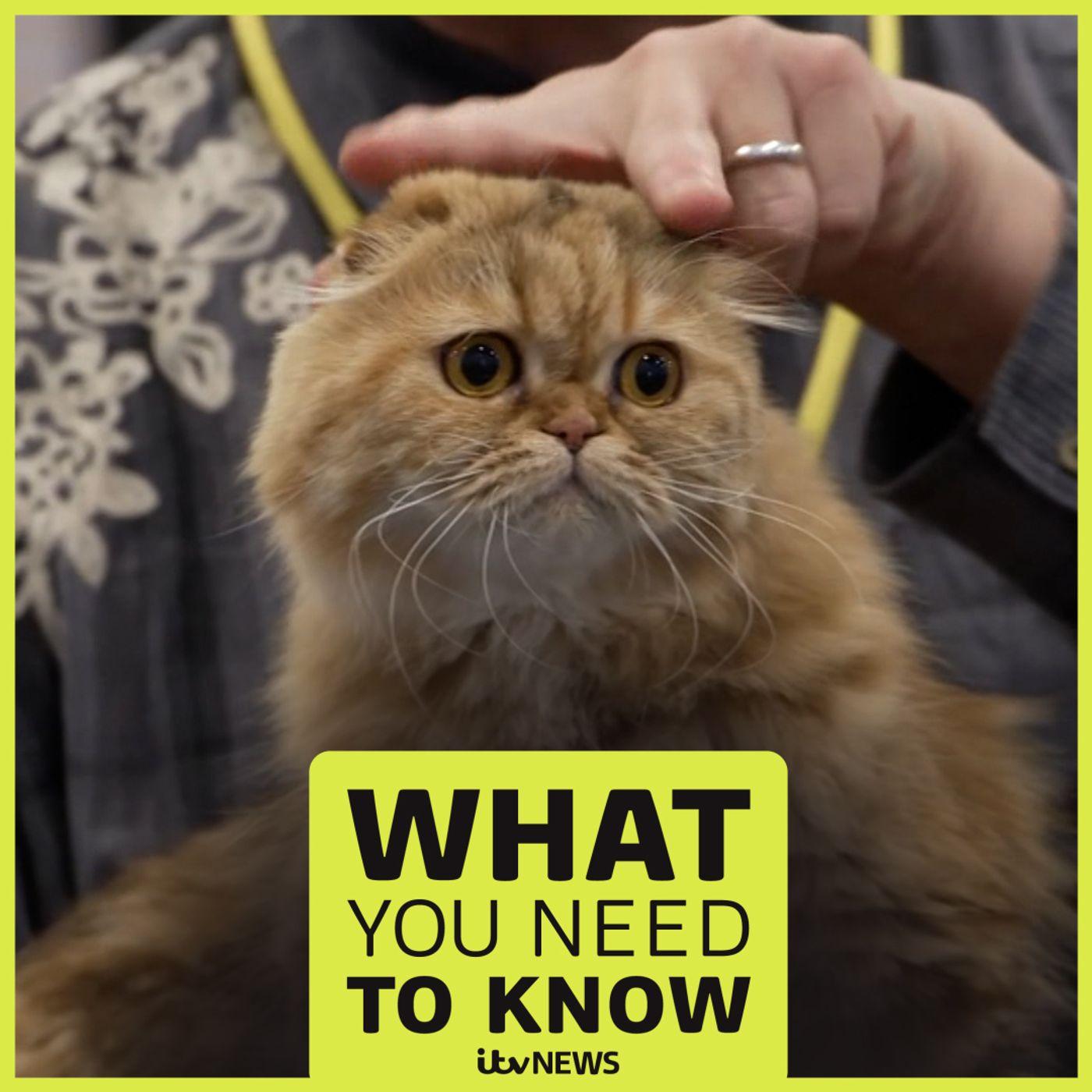 'Unite the Kingdom’ march: Why this far right 'moment' matters for ...