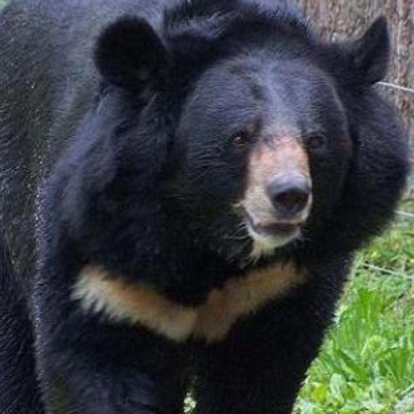 Mystery animal of the week-#2 - Wildlife discovery (podcast) | Listen Notes