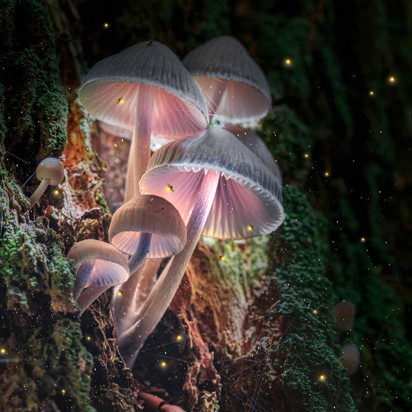 Firefly Farm | A Sleep Story - Your Sleep Guru Podcast | Listen Notes